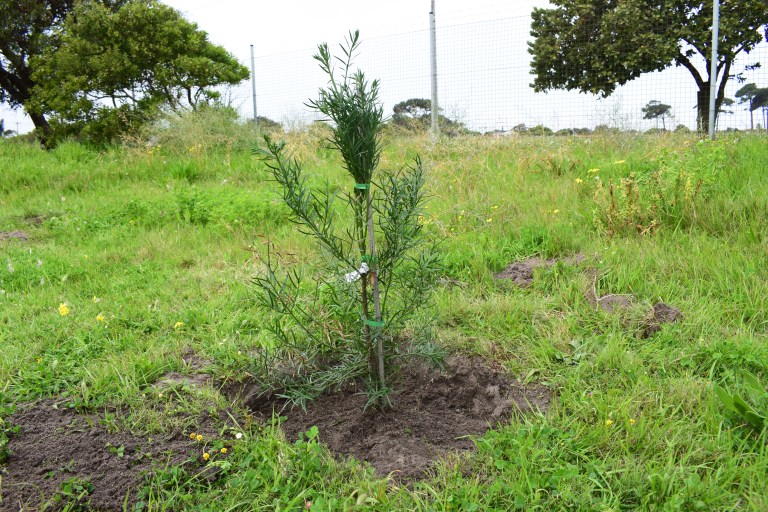 Arbor Day- Trees – Rondebosch East Primary School