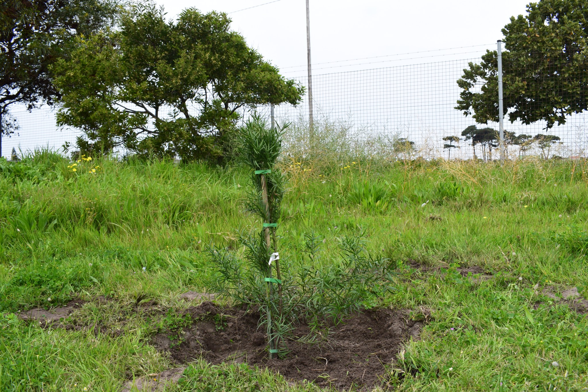 Arbor Day- Trees – Rondebosch East Primary School
